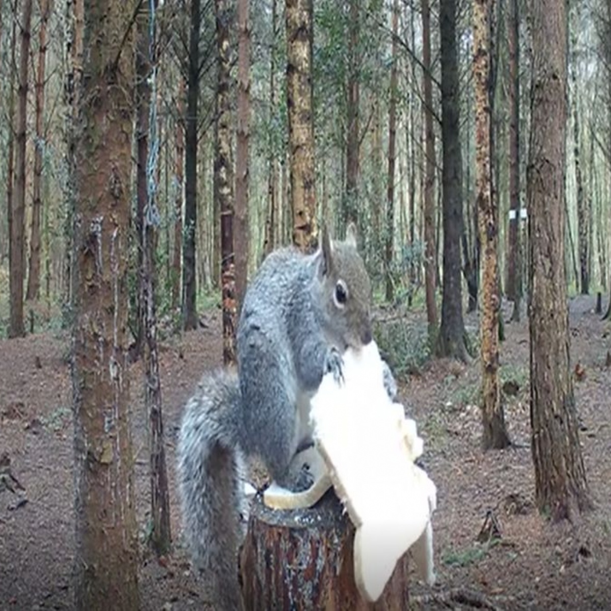 Trinity Academy Newcastle Upper Site - Wildlife Cam Story